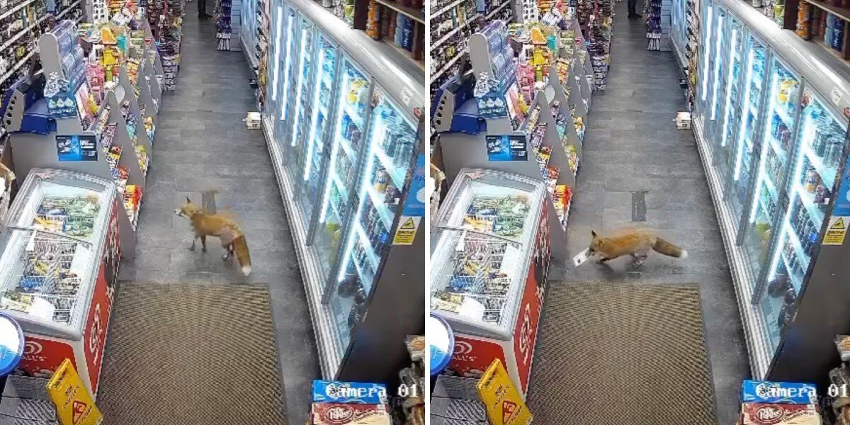 Security Camera Catches Fox Sneaking Into Shop And Grabbing Forbidden ...