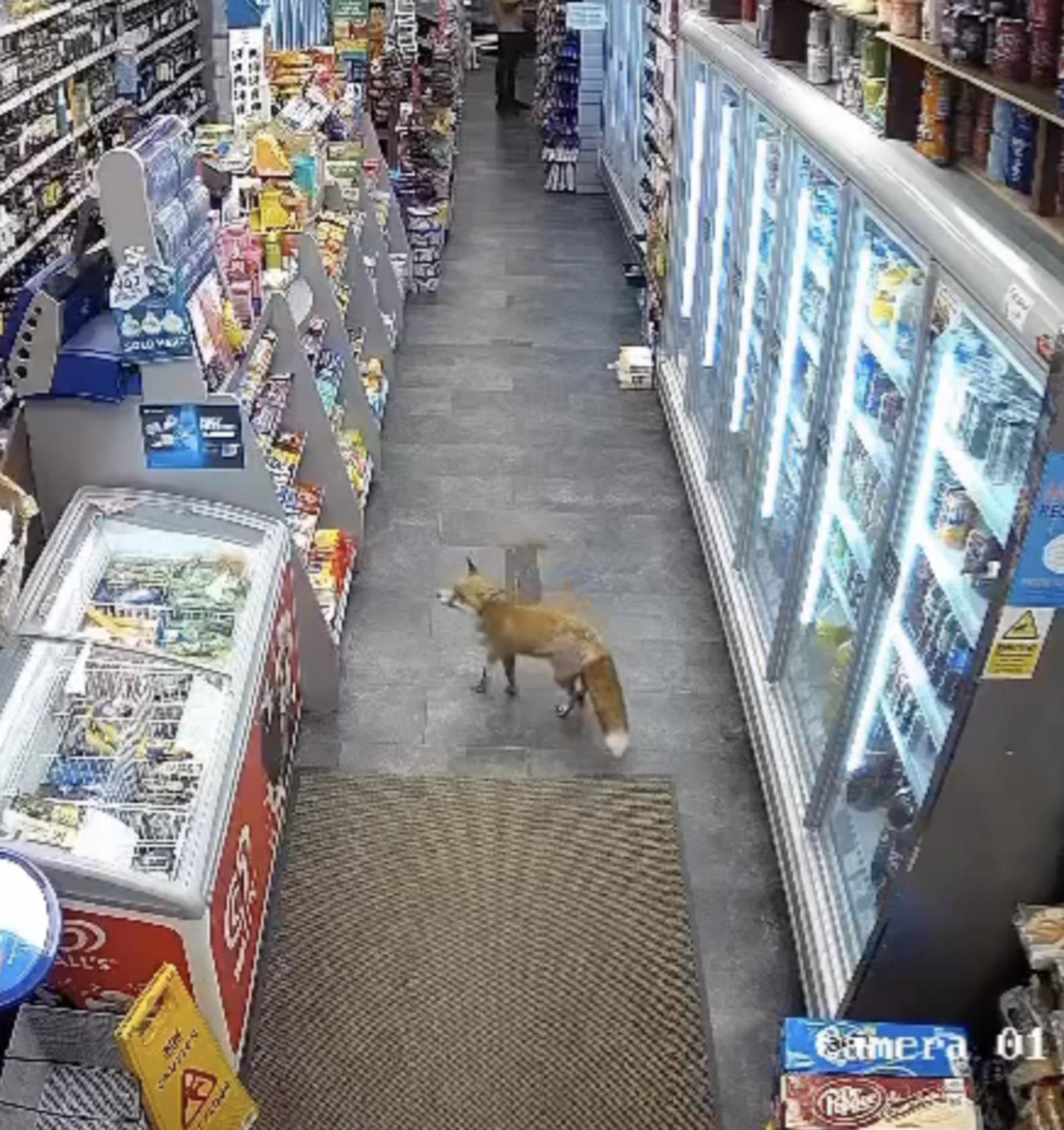 Security Camera Catches Fox Sneaking Into Shop And Grabbing Forbidden ...