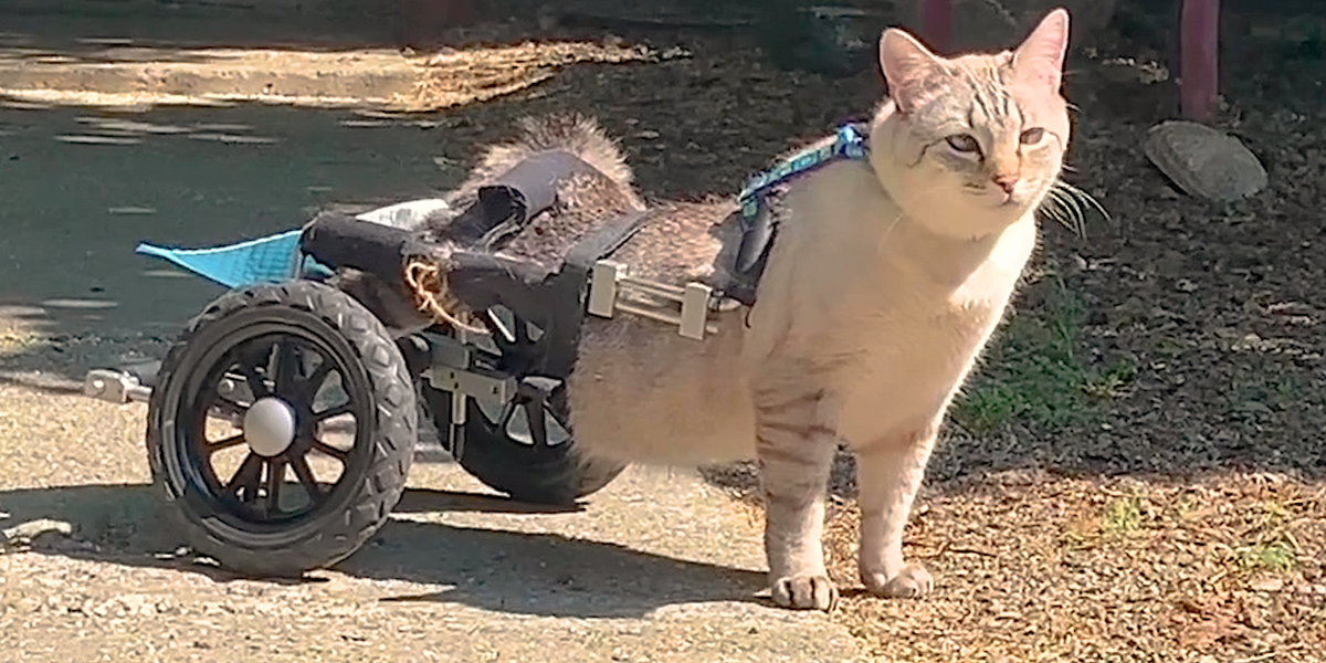 Paralyzed Cat Races In His Wheelchair As If He's Trying Out For Formula ...
