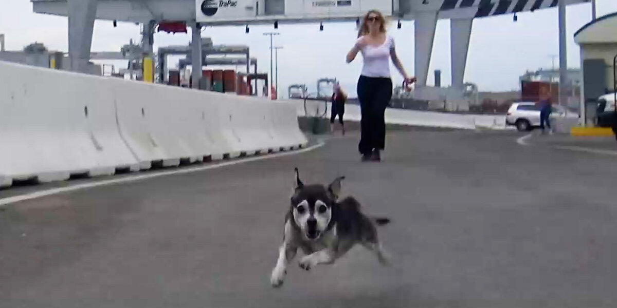 No One Can Catch This Dog! - Videos - The Dodo