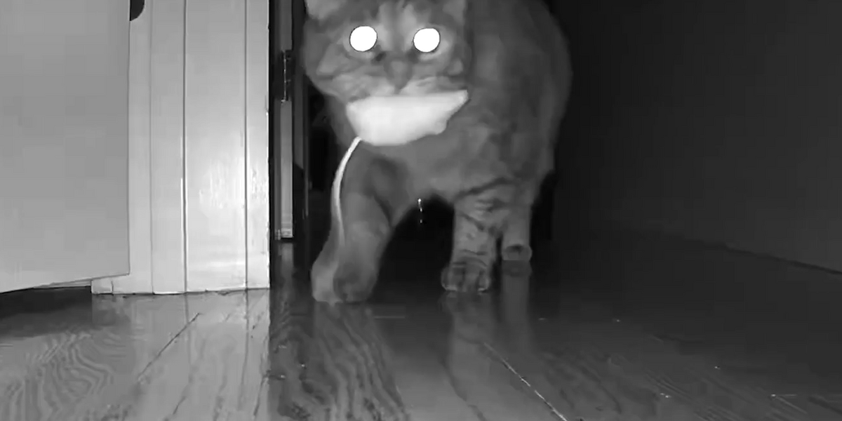Pets Caught On Camera Doing This At Night - Videos - The Dodo