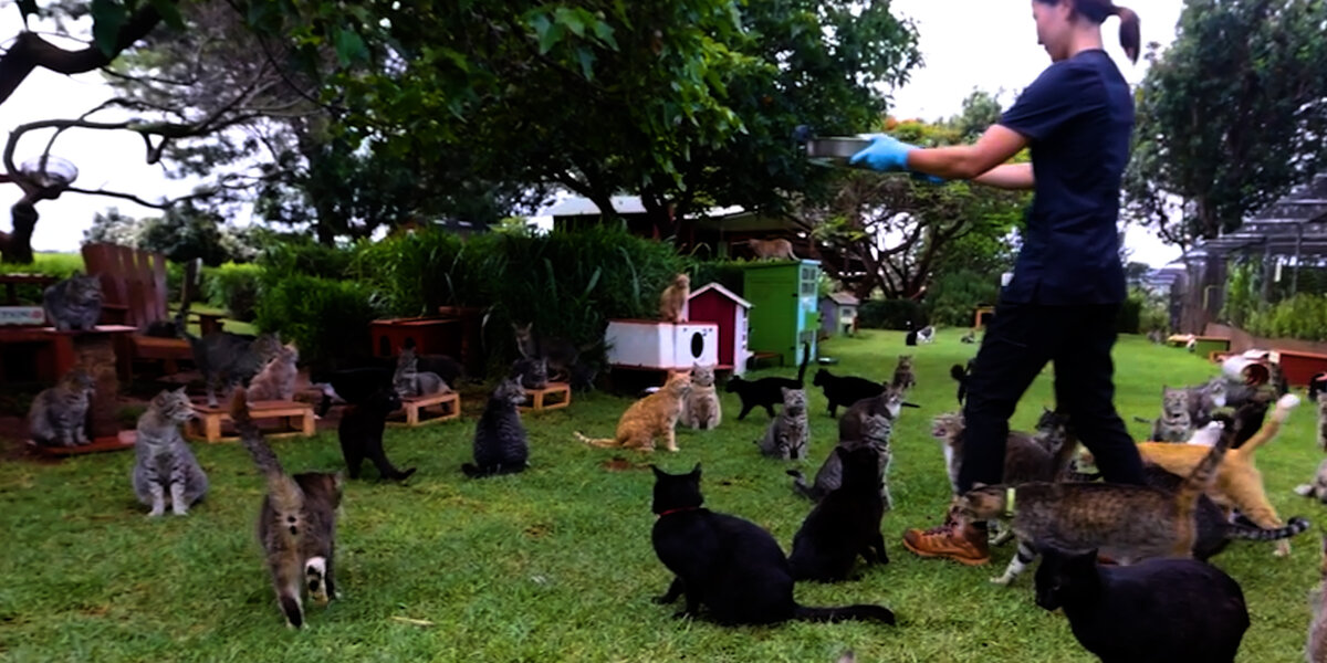Tropical Paradise Is Home To 600 Cats - Videos - The Dodo