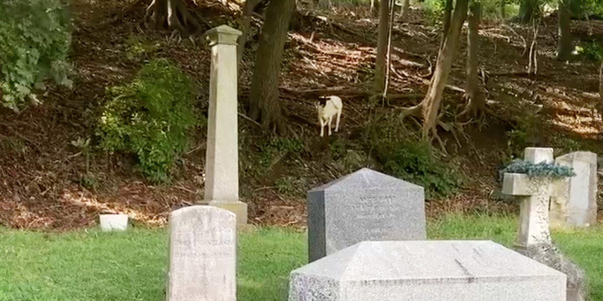 Lost Sheep Was Living In A Cemetery For Months - Videos - The Dodo