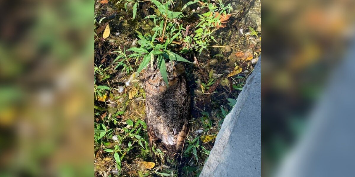 Officer Does A Double Take When He Sees Someone Floating Near Edge Of ...