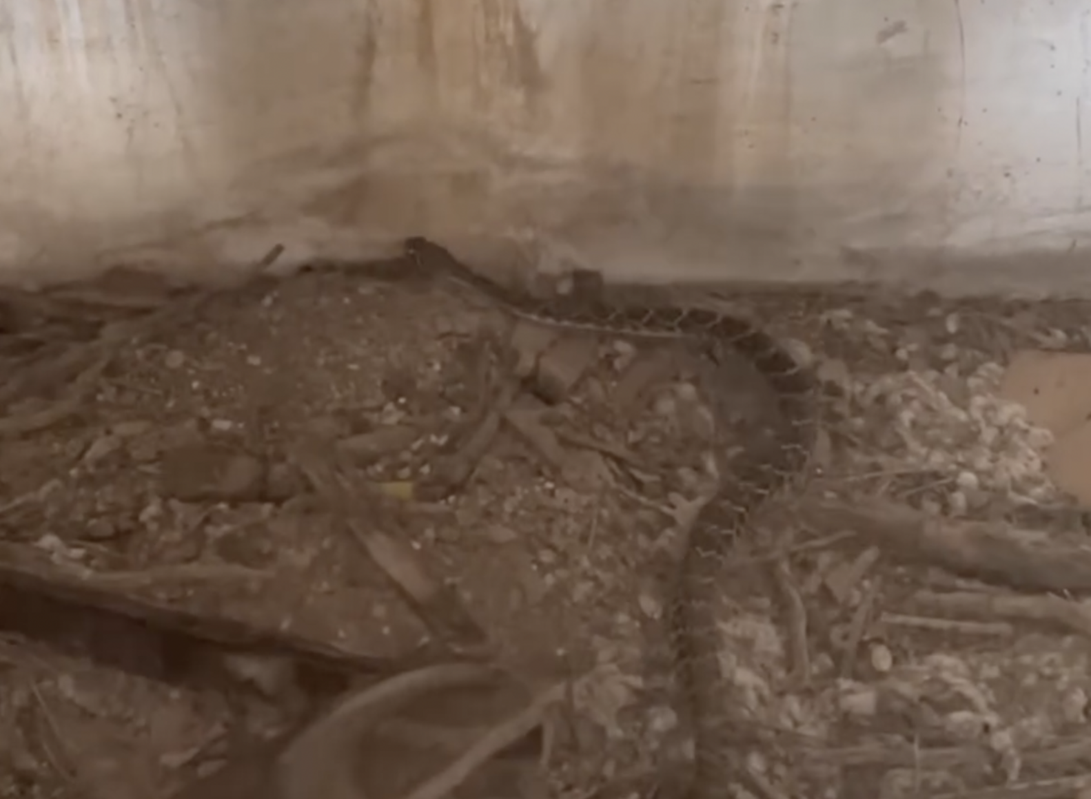 Man Cleaning Out Cellar Finds Deadly Animal — Then Realizes There's 11 ...