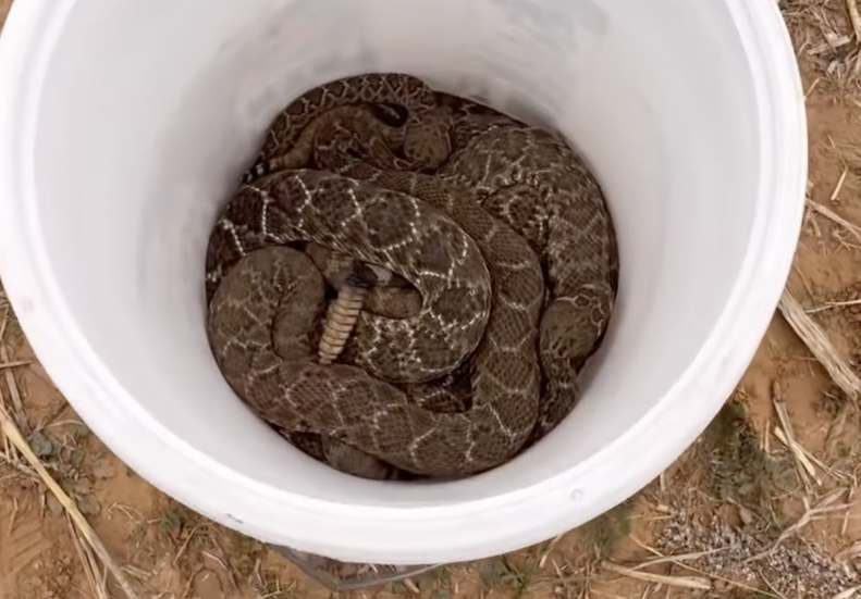 Man Cleaning Out Cellar Finds Deadly Animal — Then Realizes There's 11 ...