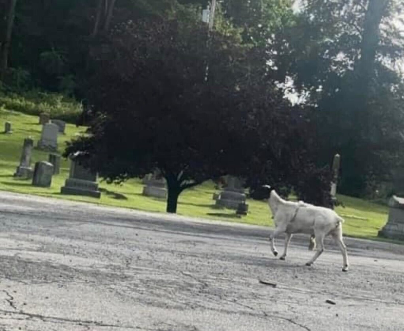 Woman Visits Graveyard Every Day To Convince Sheep To Trust Her - The Dodo