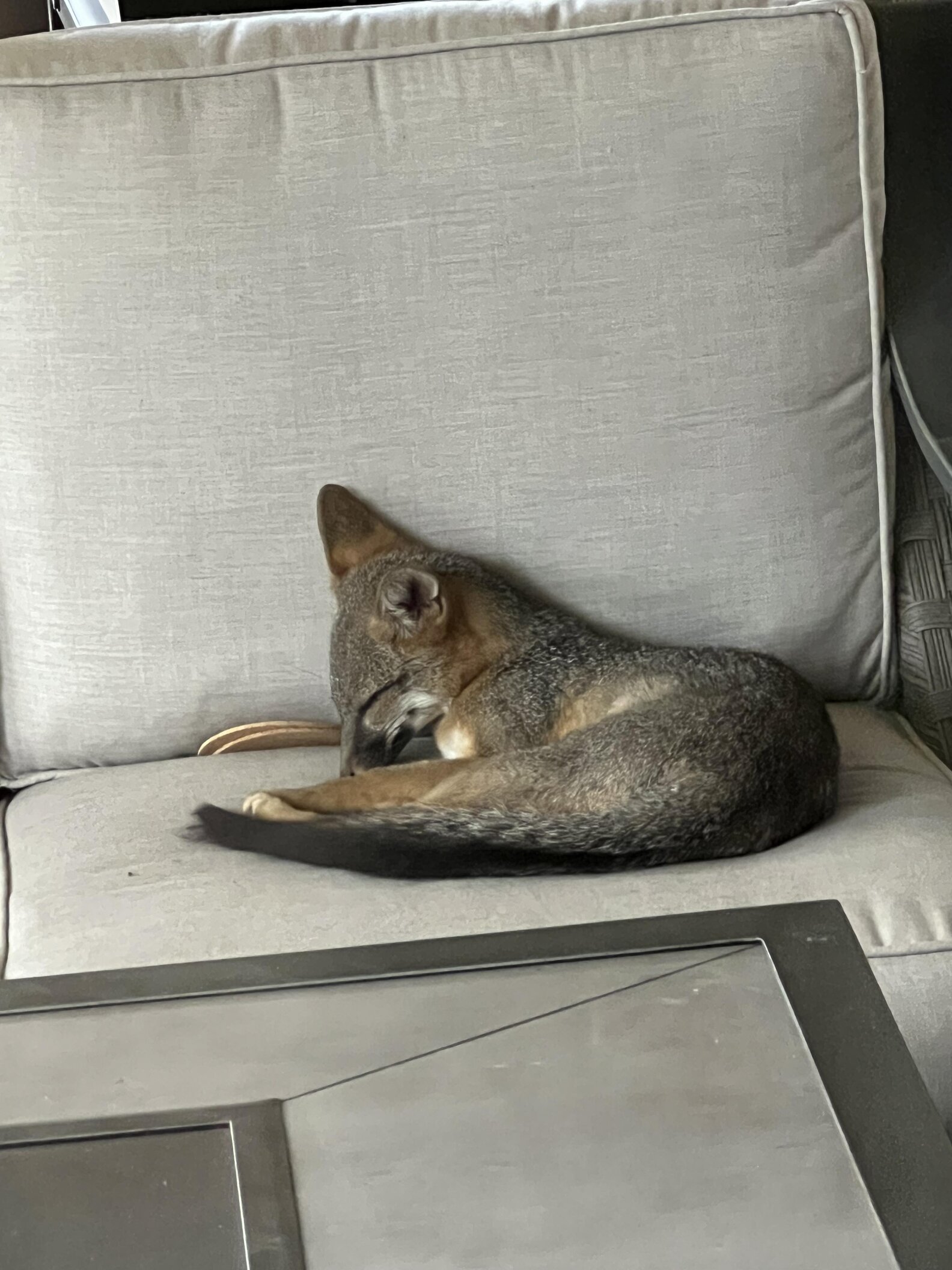 Stray 'Cat' Napping On Woman's Couch Turns Out To Be Someone Wild - The ...