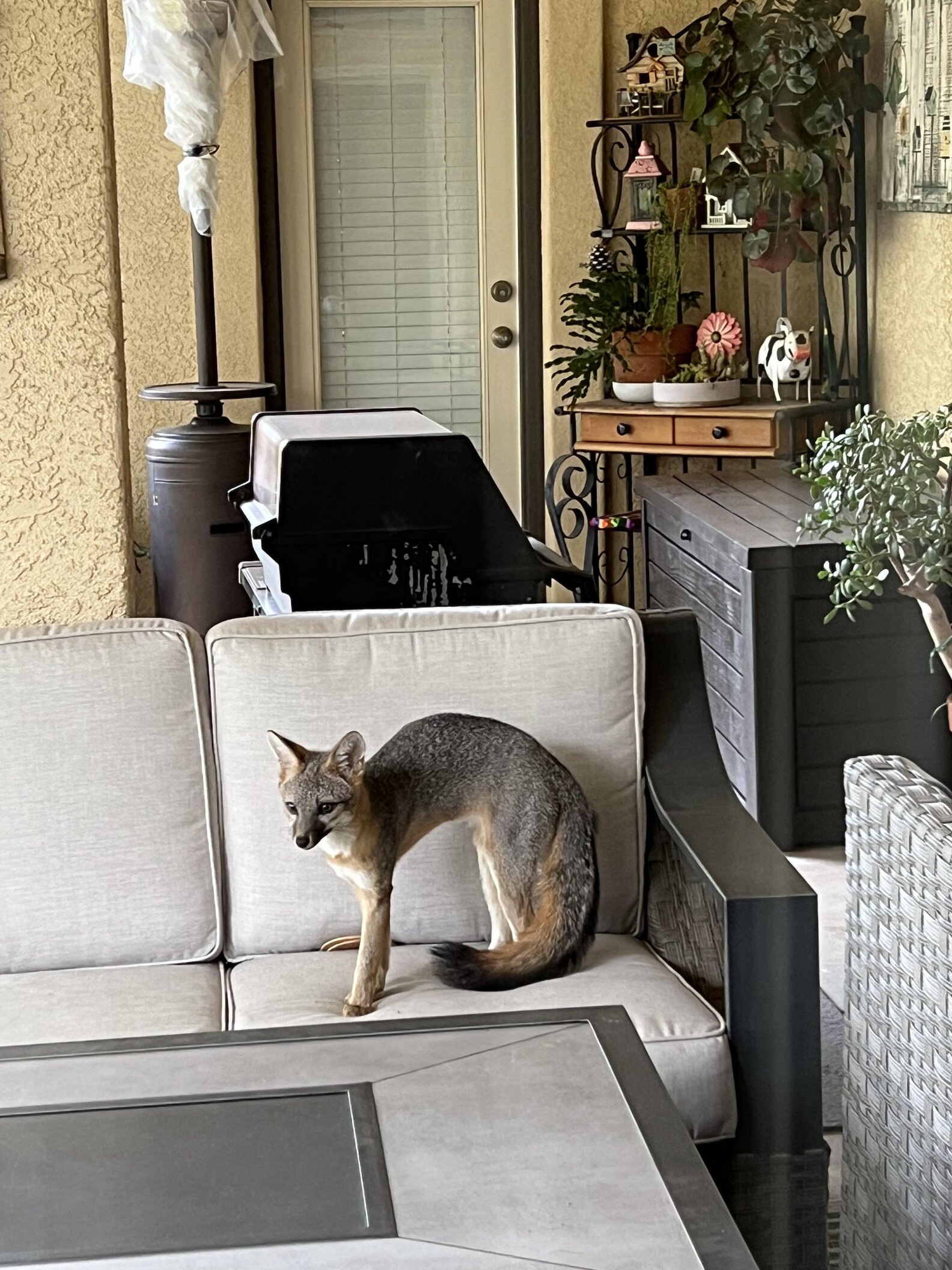 Stray 'Cat' Napping On Woman's Couch Turns Out To Be Someone Wild - The ...