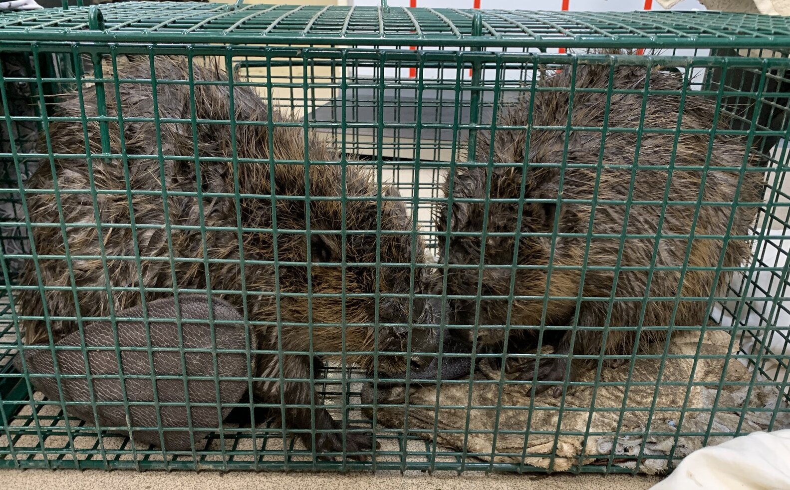 'Otters' Found Trapped In Drain Turn Out To Be Something Very Different ...