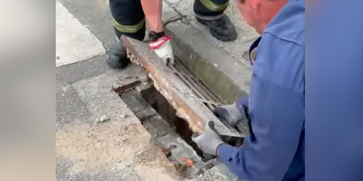 Rescuers Lift Storm Drain And Come Face-To-Face With World's Largest ...