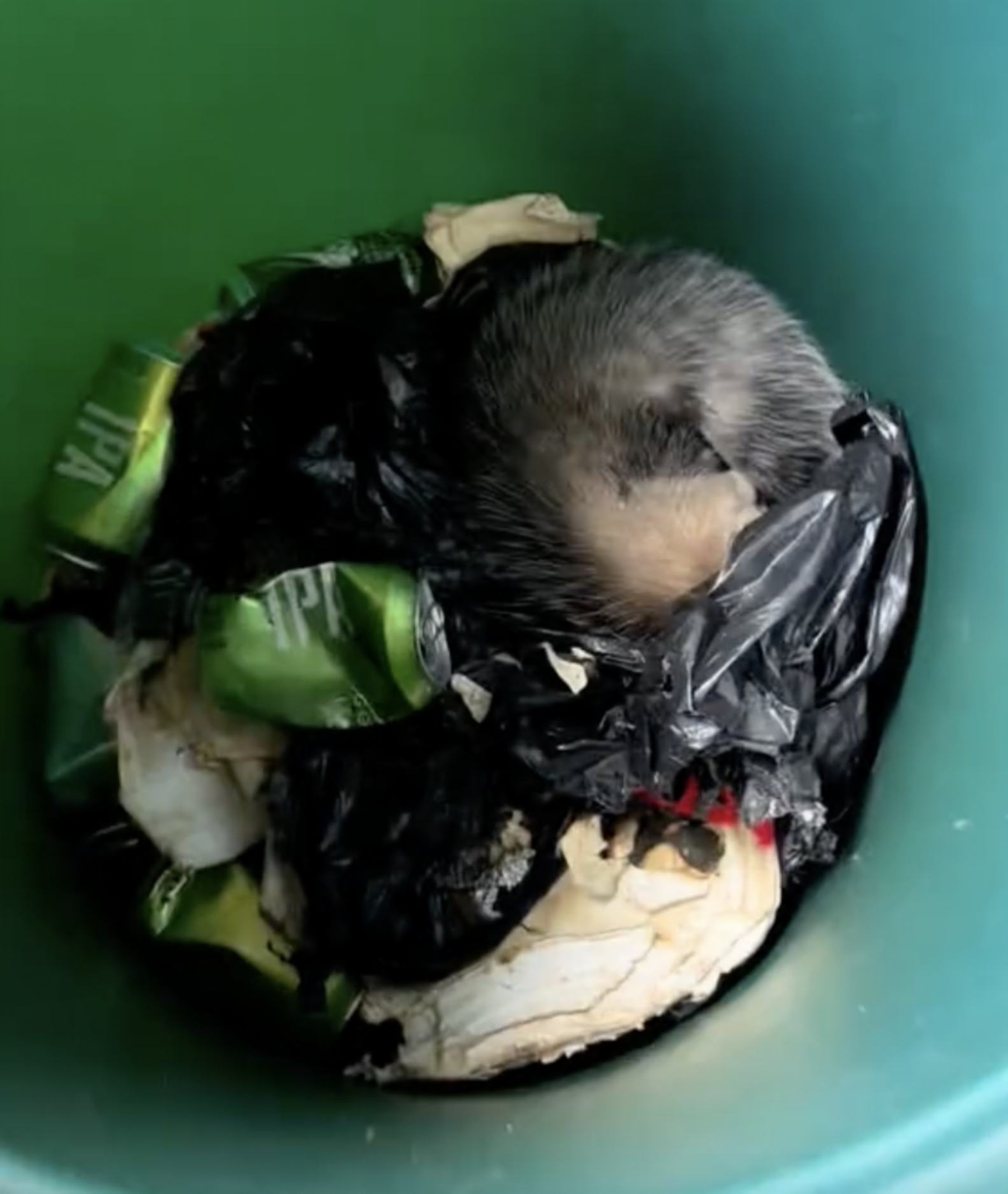 Couple Notices Ball Of Hair In Trash Can — Then Realizes It's An Animal ...