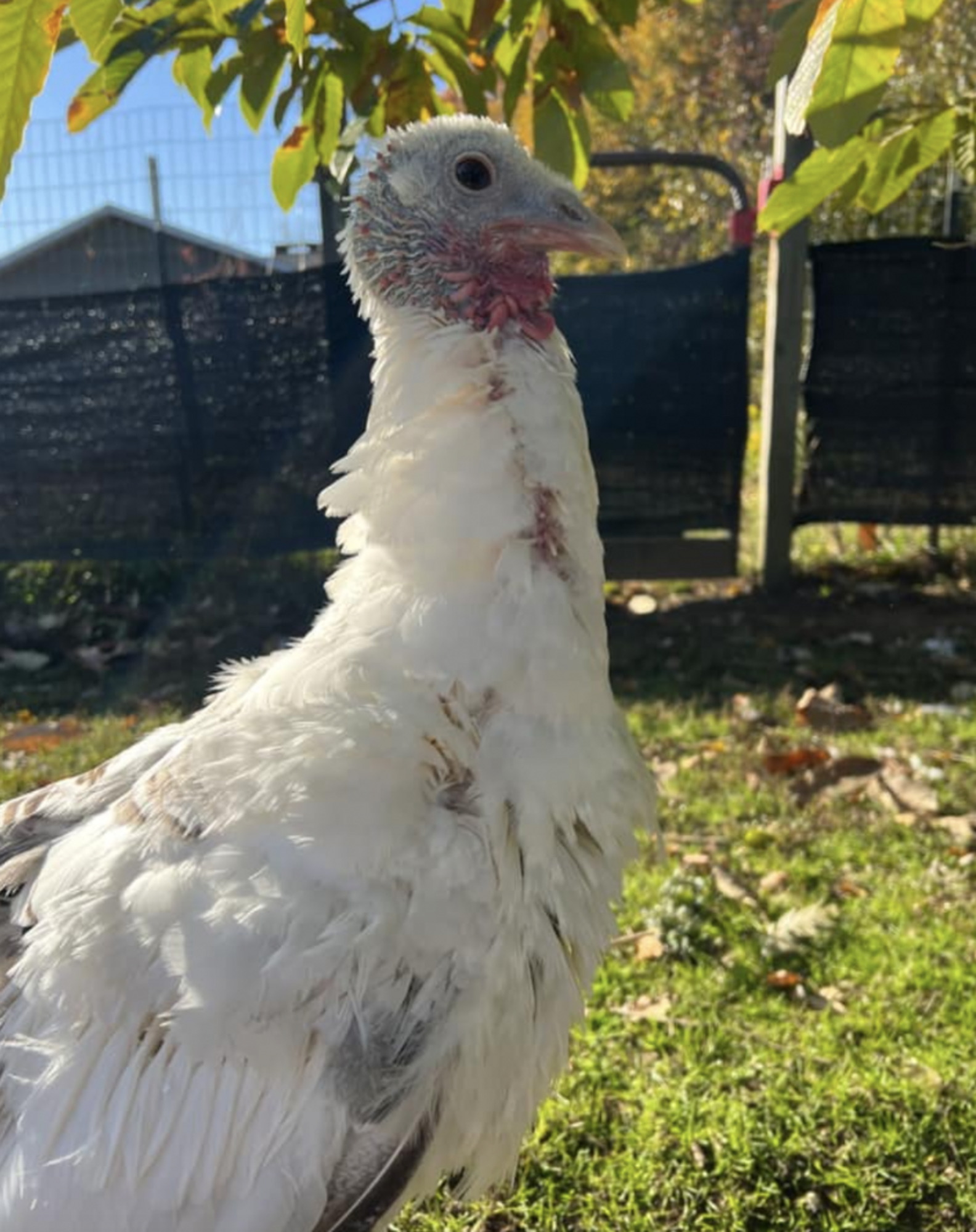 Grateful Rescue Turkey Refuses To Stop Hugging The People Who Saved Her ...