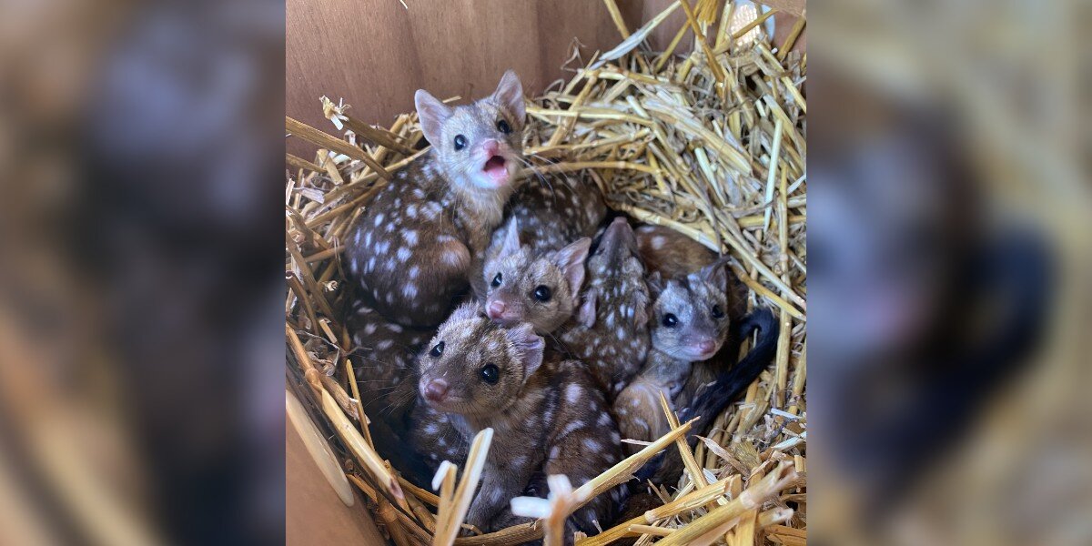 Researchers Are Thrilled To Find Pile Of Extremely Rare Polka-Dotted ...