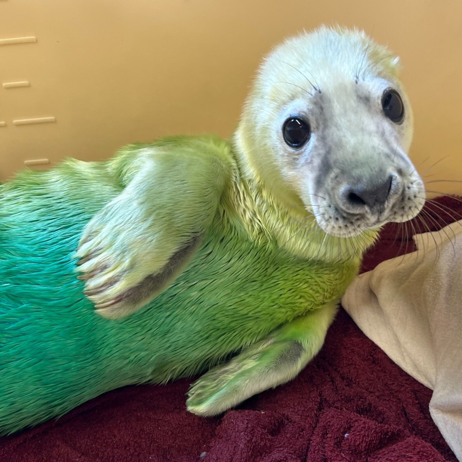 Fluffy Baby Seal Stranded By Storm Is Rescued Just In Time - The Dodo