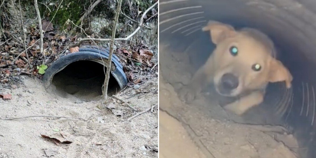 Family Discovers Dog In A Drain Pipe, Then Realizes She Has An Adorable ...