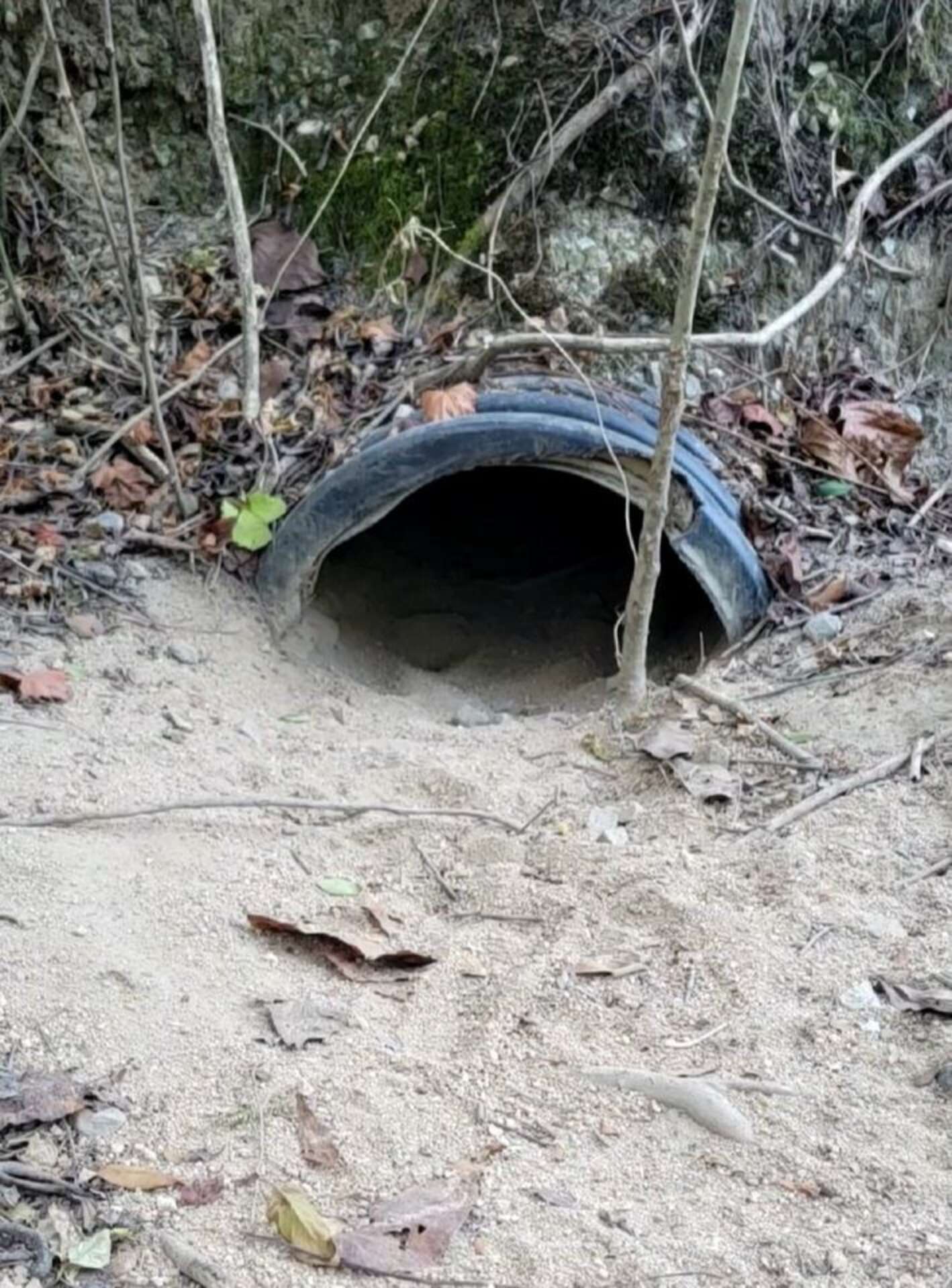 Family Discovers Dog In A Drain Pipe, Then Realizes She Has An Adorable ...