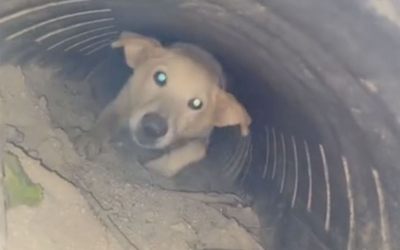 Family Discovers Dog In A Drain Pipe, Then Realizes She Has An Adorable ...