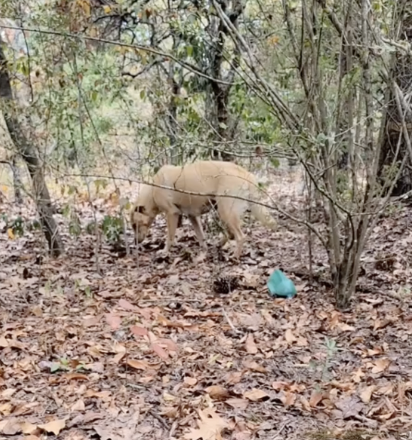 Family Discovers Dog In A Drain Pipe, Then Realizes She Has An Adorable ...