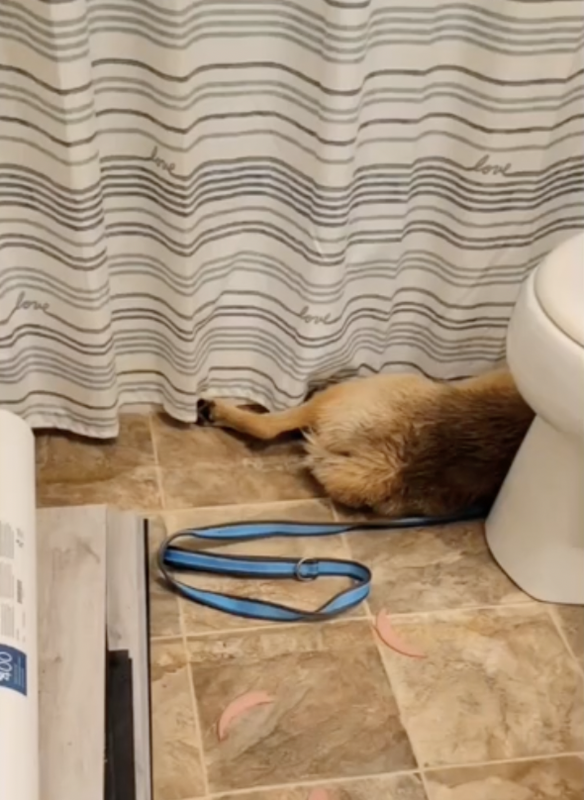 Family Discovers Dog In A Drain Pipe, Then Realizes She Has An Adorable ...