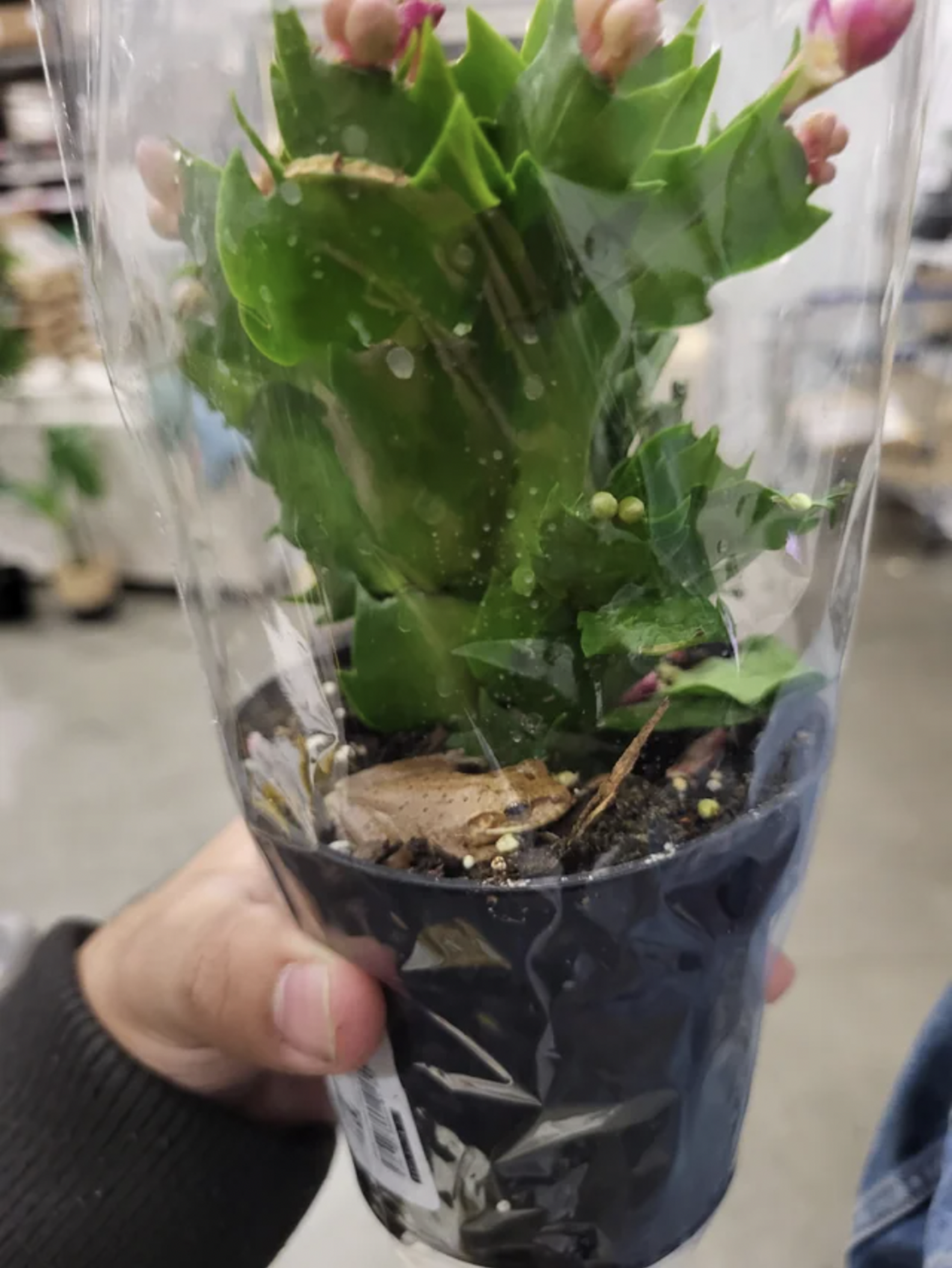 Frog Goes To IKEA And Soon Winds Up With A Whole House Full Of Stuff ...