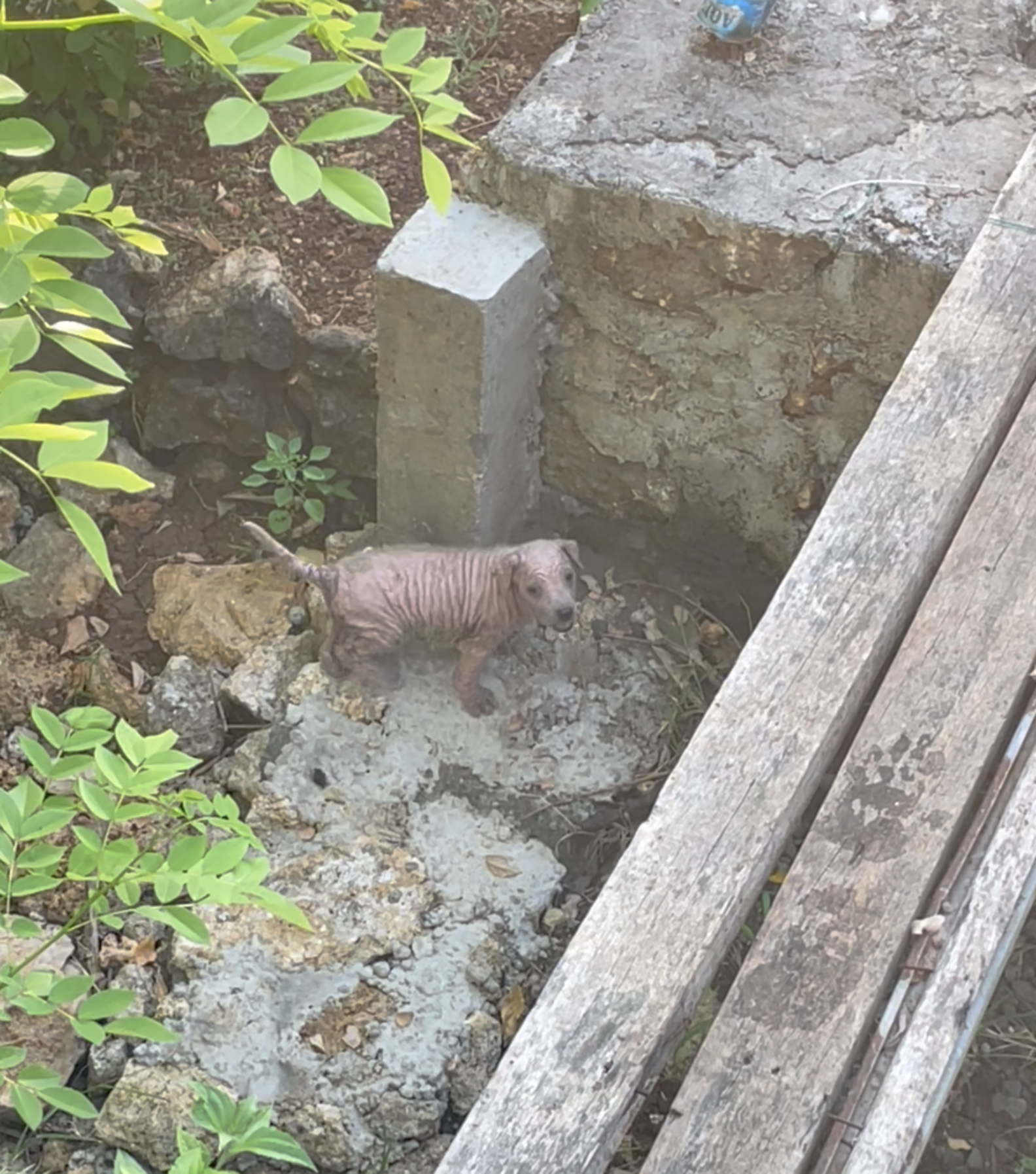 Woman Hears 'Screams' And Pulls Over To Find Pink, Wrinkly Baby In A ...