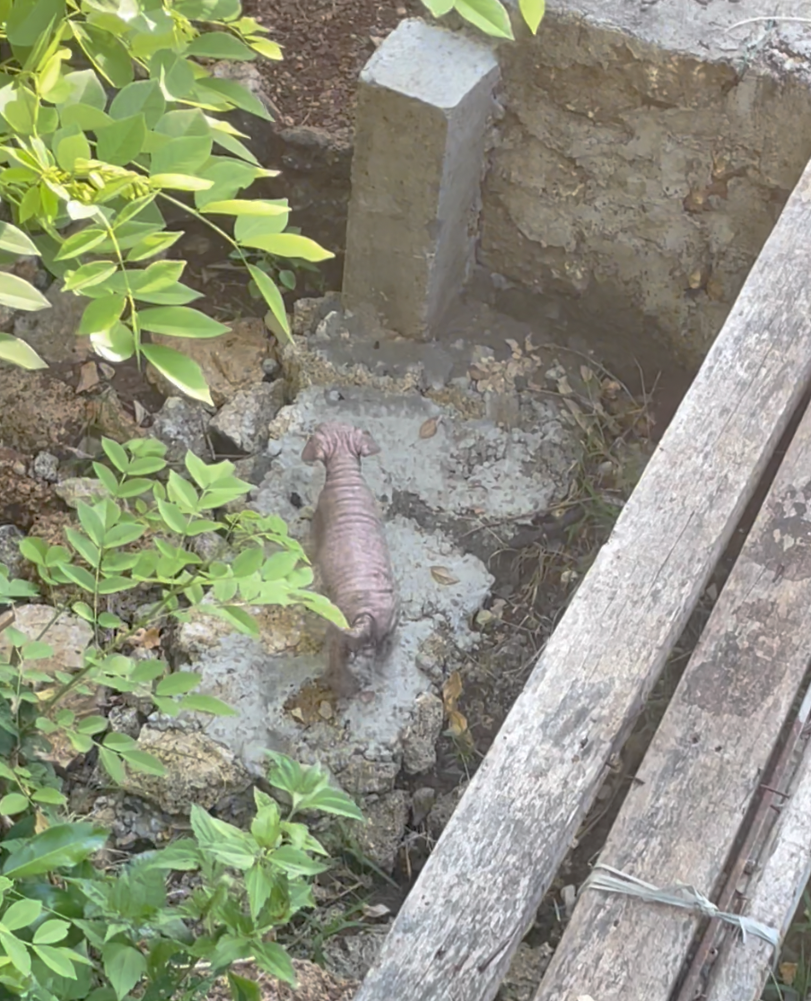 Woman Hears 'Screams' And Pulls Over To Find Pink, Wrinkly Baby In A ...