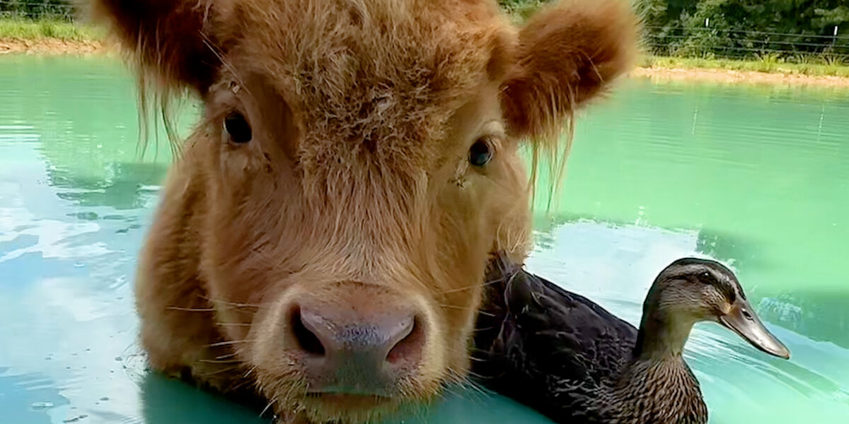 Duck Loves To Go Swimming With Her Favorite Cow - Videos - The Dodo