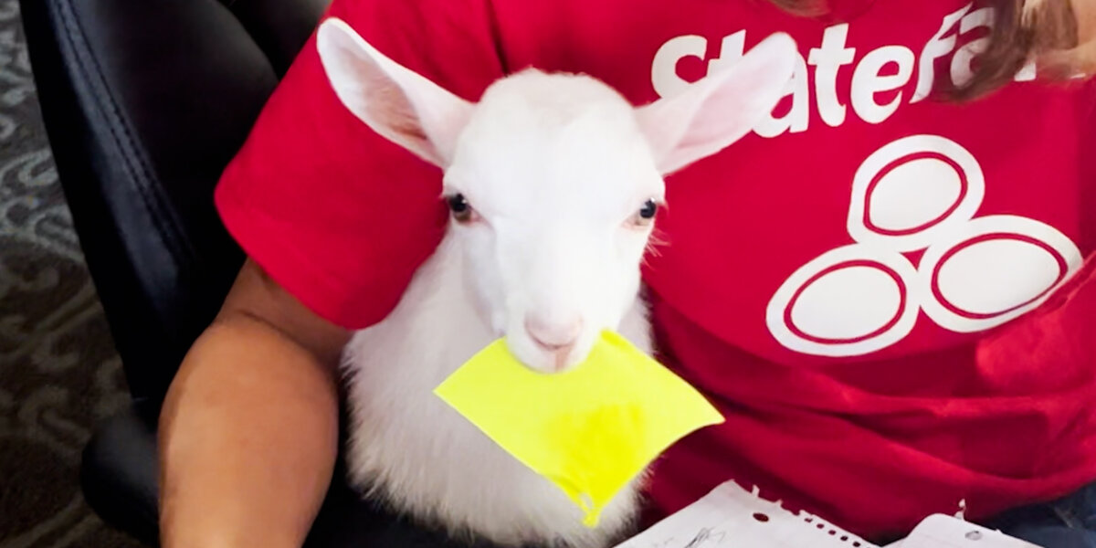 Baby Goat Works At An Insurance Company - Videos - The Dodo