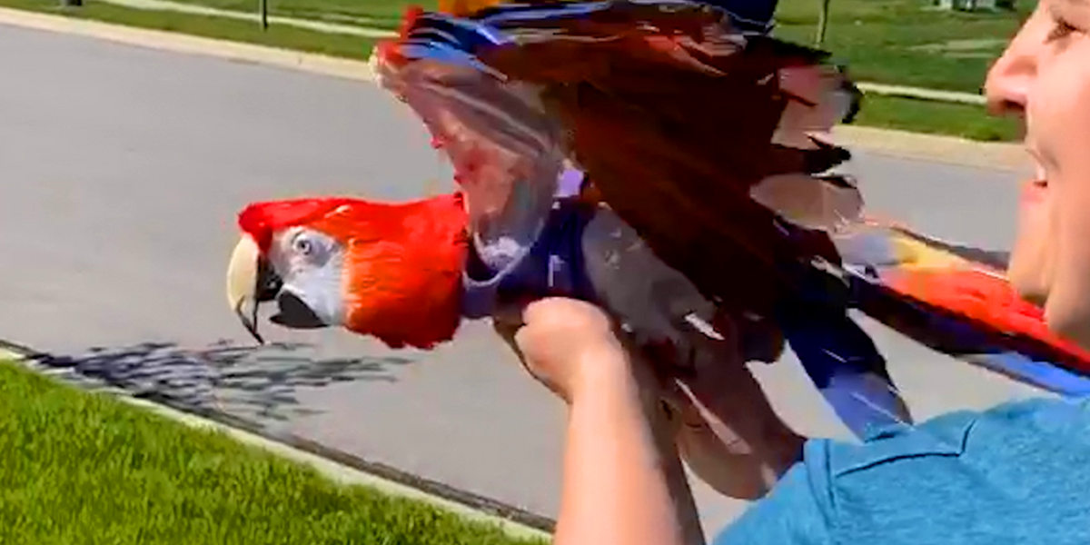 Woman Helps Parrot Fly For The First Time - Videos - The Dodo