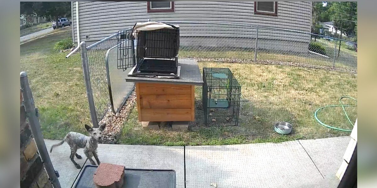 Homeowner Spends Weeks Trying To Catch Hairless Mystery Animal - The Dodo