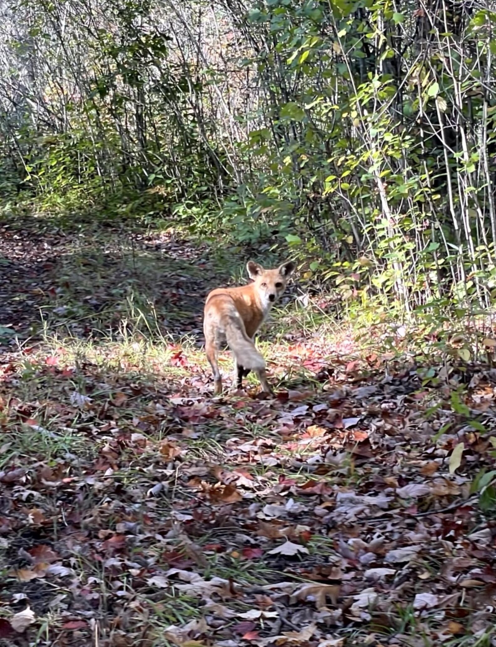 Homeowner Spends Weeks Trying To Catch Hairless Mystery Animal - The Dodo