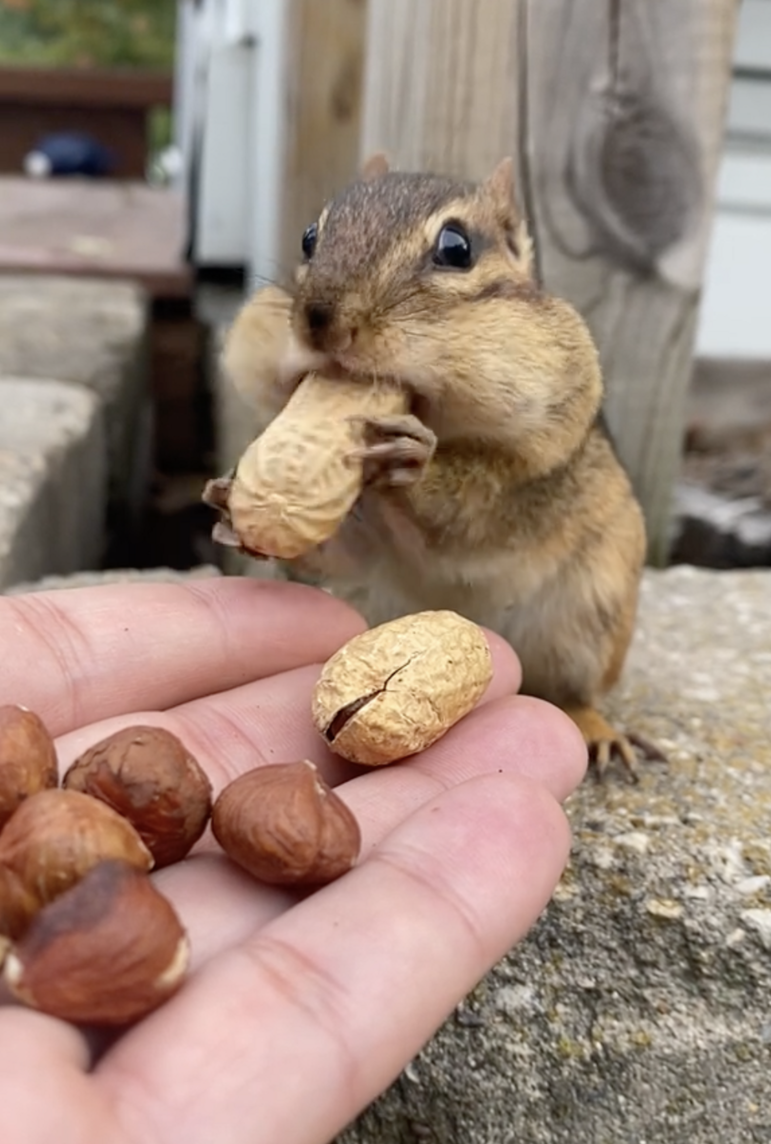 Guy Offering Nuts To Chipmunk Gets An Unexpected 'Payment' In Return ...