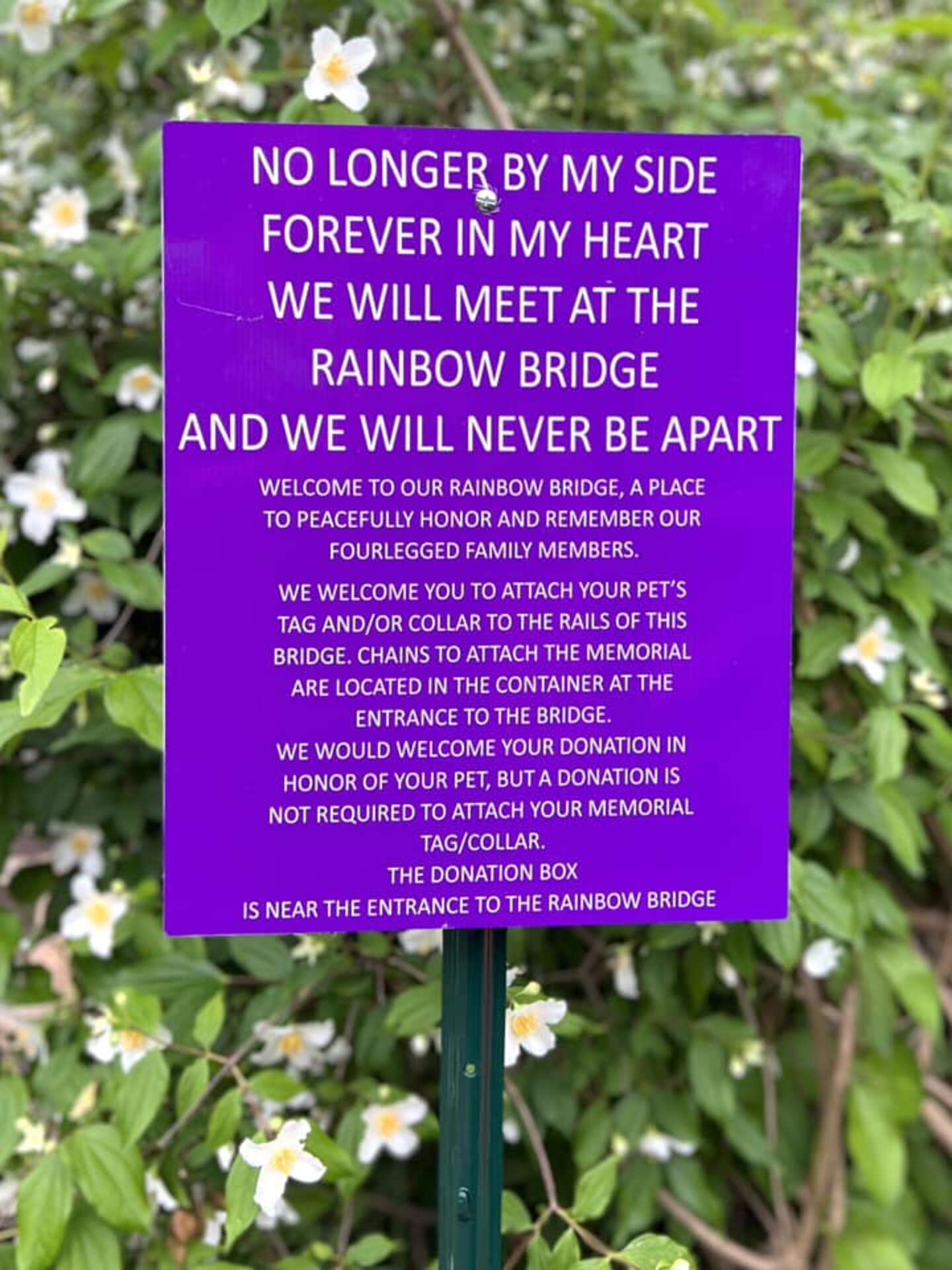 Dog Pays Homage To Lost Friends At Real-Life Rainbow Bridge - The Dodo