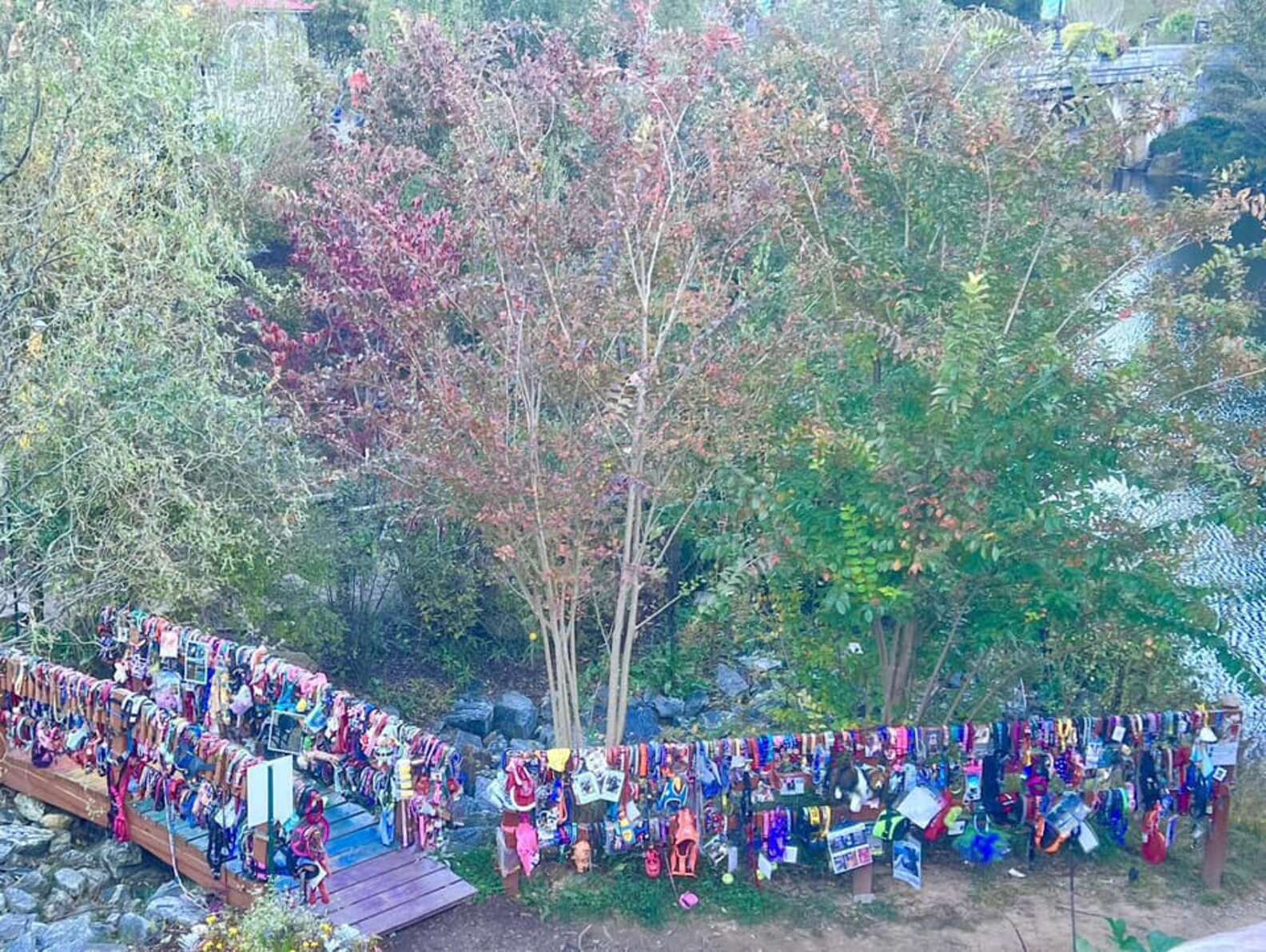 Dog Pays Homage To Lost Friends At Real-Life Rainbow Bridge - The Dodo
