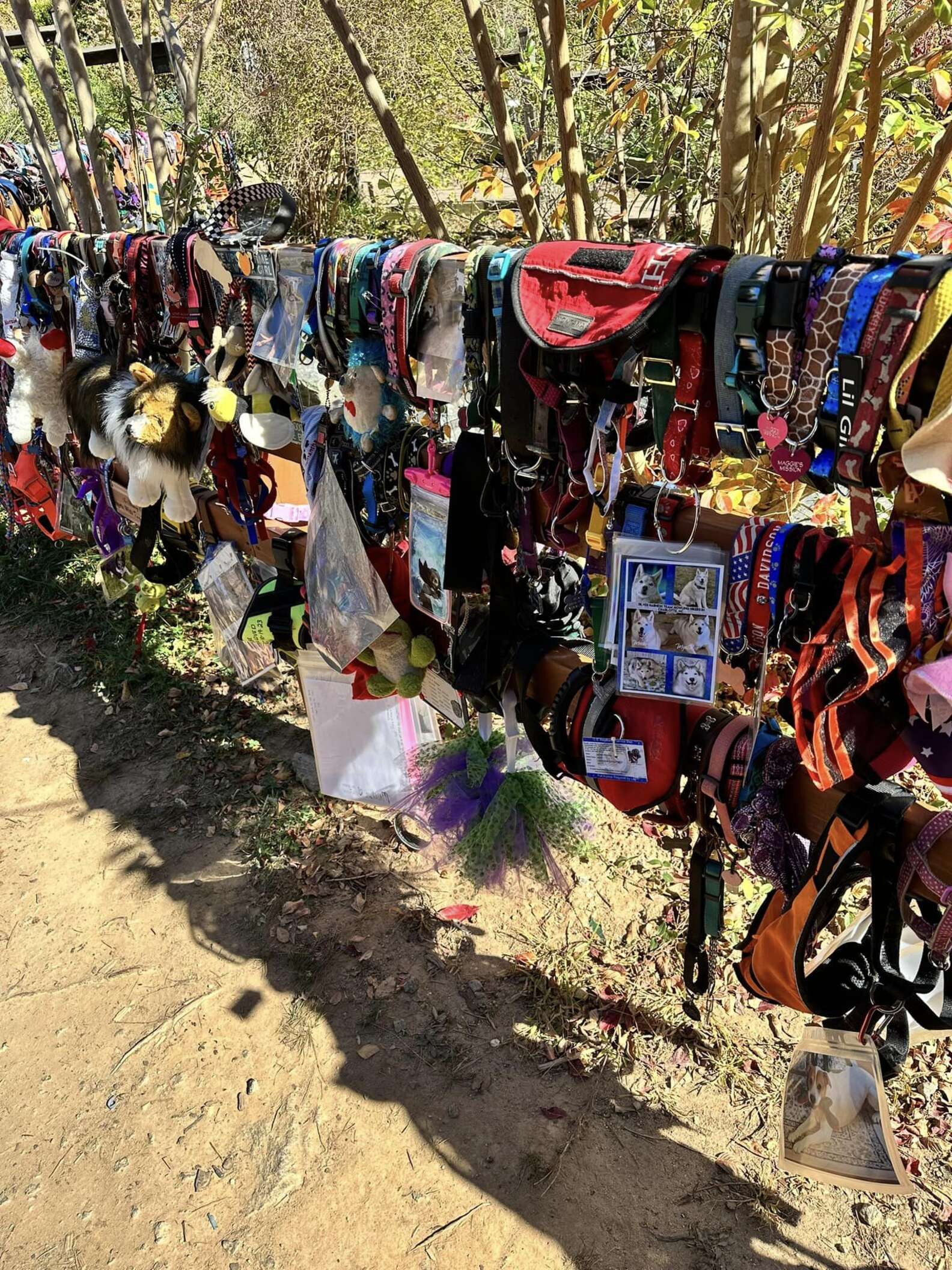 Dog Pays Homage To Lost Friends At Real-Life Rainbow Bridge - The Dodo