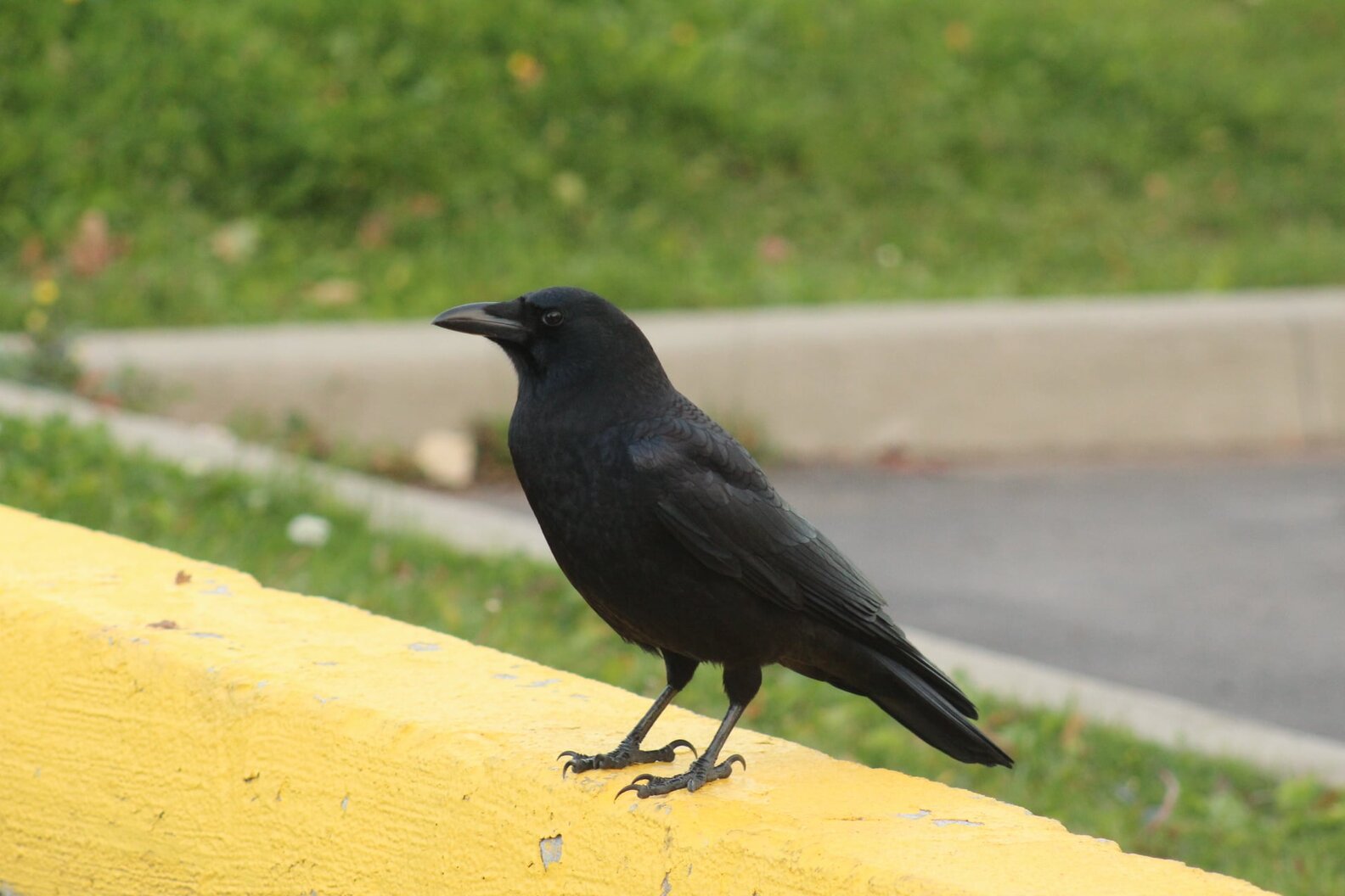 Wild Crow Who Speaks English Appears To Be Teaching His Friends To Talk - The Dodo