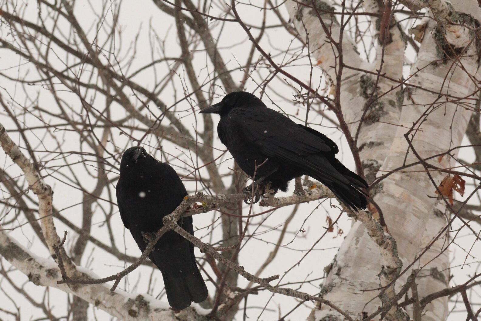 Wild Crow Who Speaks English Appears To Be Teaching His Friends To Talk ...