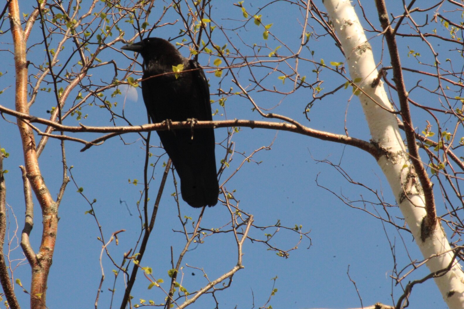 Wild Crow Who Speaks English Appears To Be Teaching His Friends To Talk - The Dodo