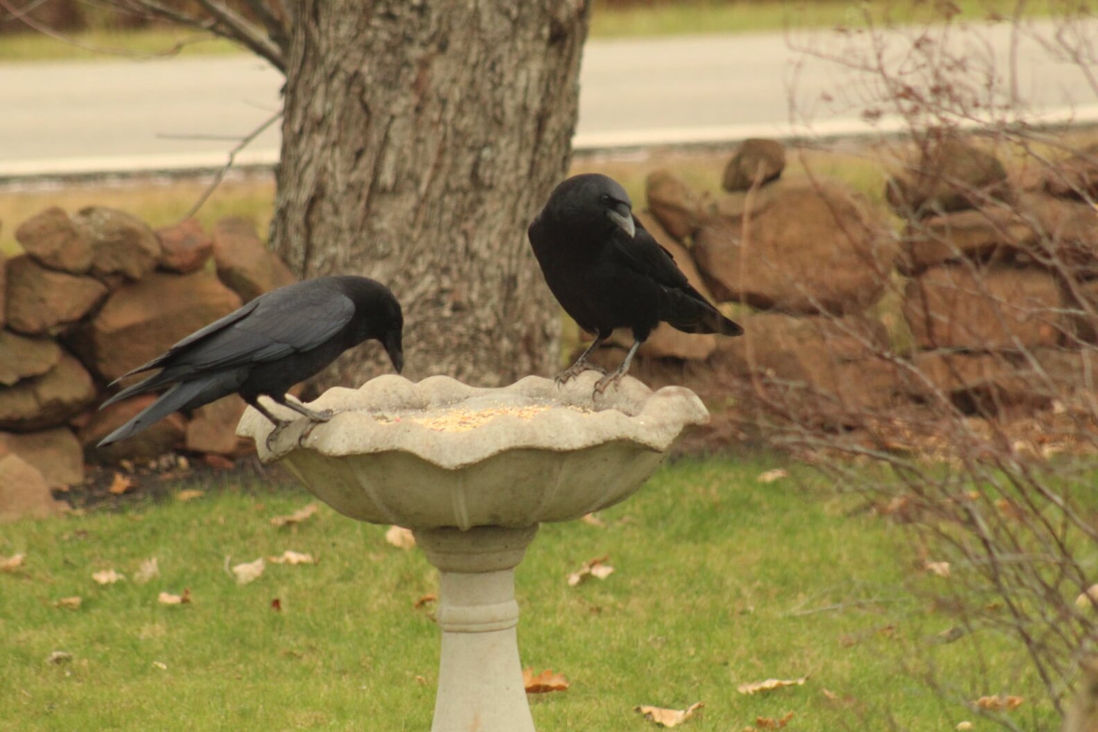 Wild Crow Who Speaks English Appears To Be Teaching His Friends To Talk ...