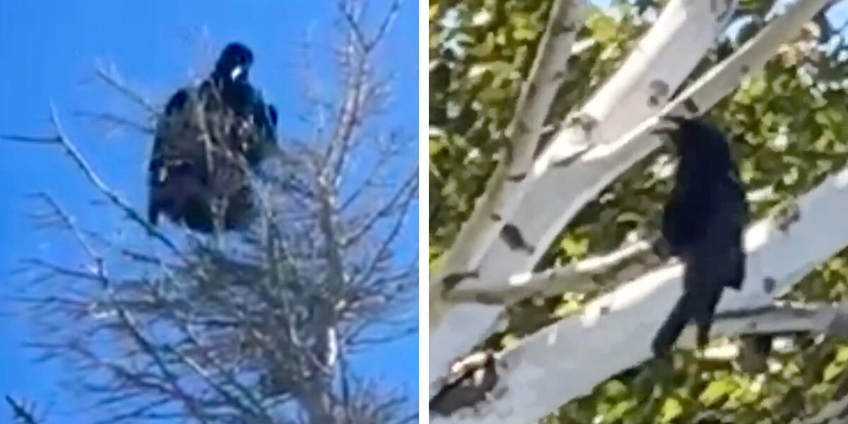 Wild Crow Who Speaks English Appears To Be Teaching His Friends To Talk ...