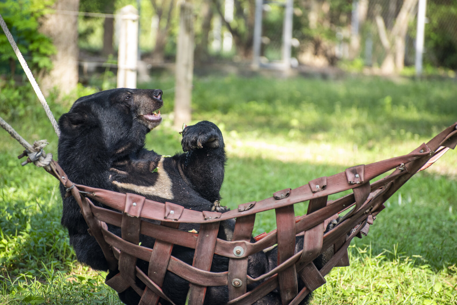 Rescued Bear With 3 Legs Hangs Out In Hammock Every Day - The Dodo
