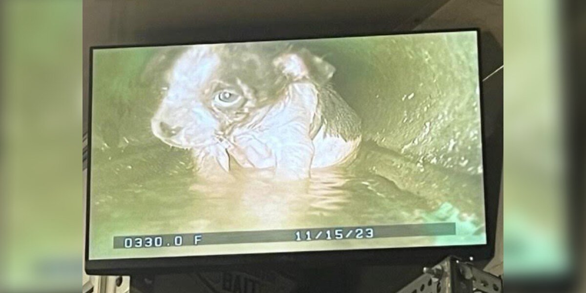 Rescuers Send Camera Down Narrow Drainpipe And Find Baby Shivering ...