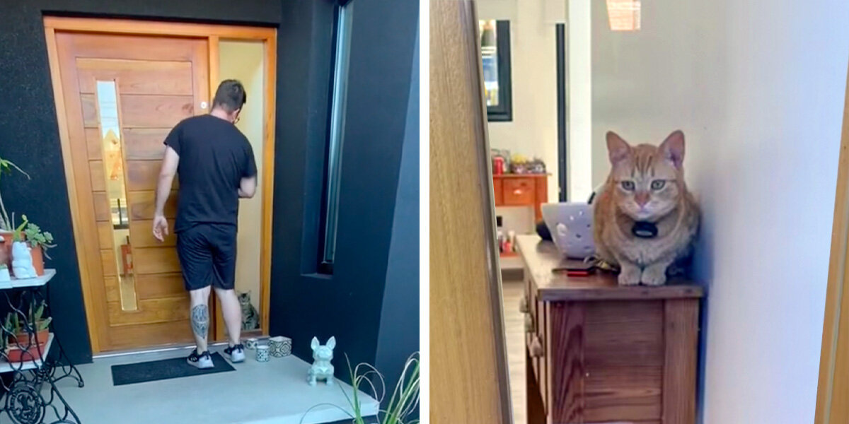 Man Locked Out Of House Begs His Cats To Let Him In - The Dodo