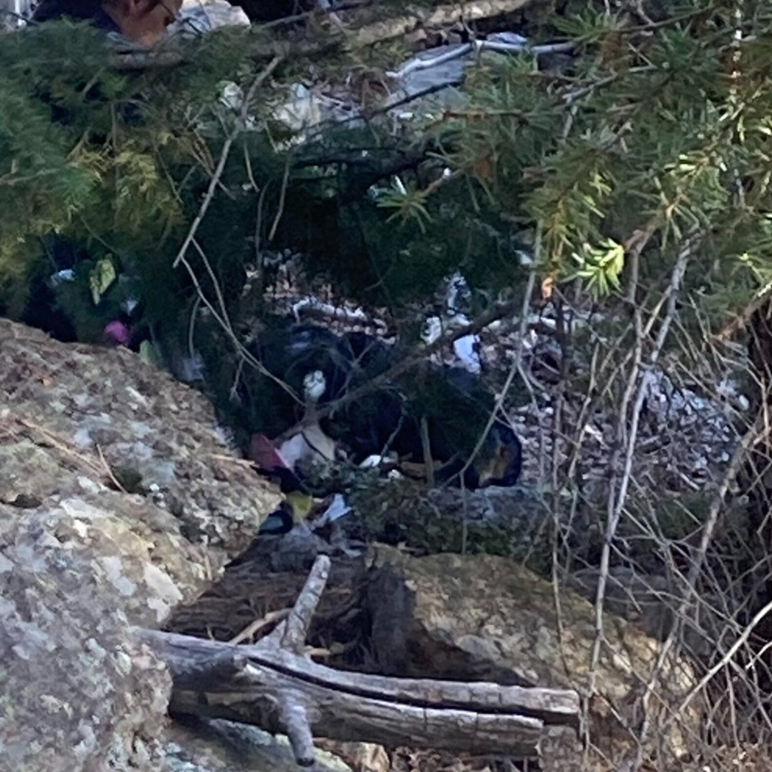 Hikers Notice Someone Hiding In The Trees And End Up Solving A Mystery ...