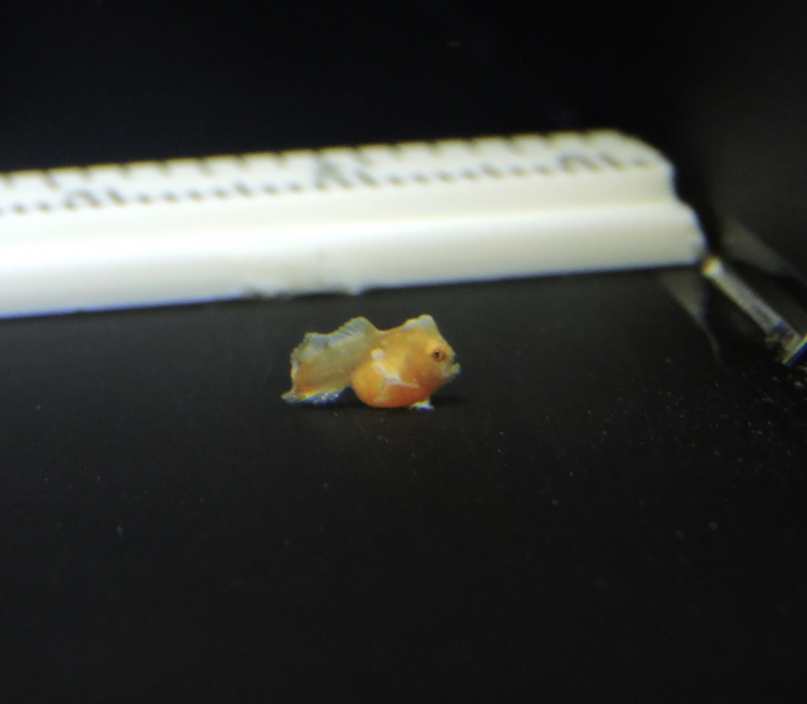 Researchers Look In Tank And See Promising Cluster Of Nearly-Extinct ...