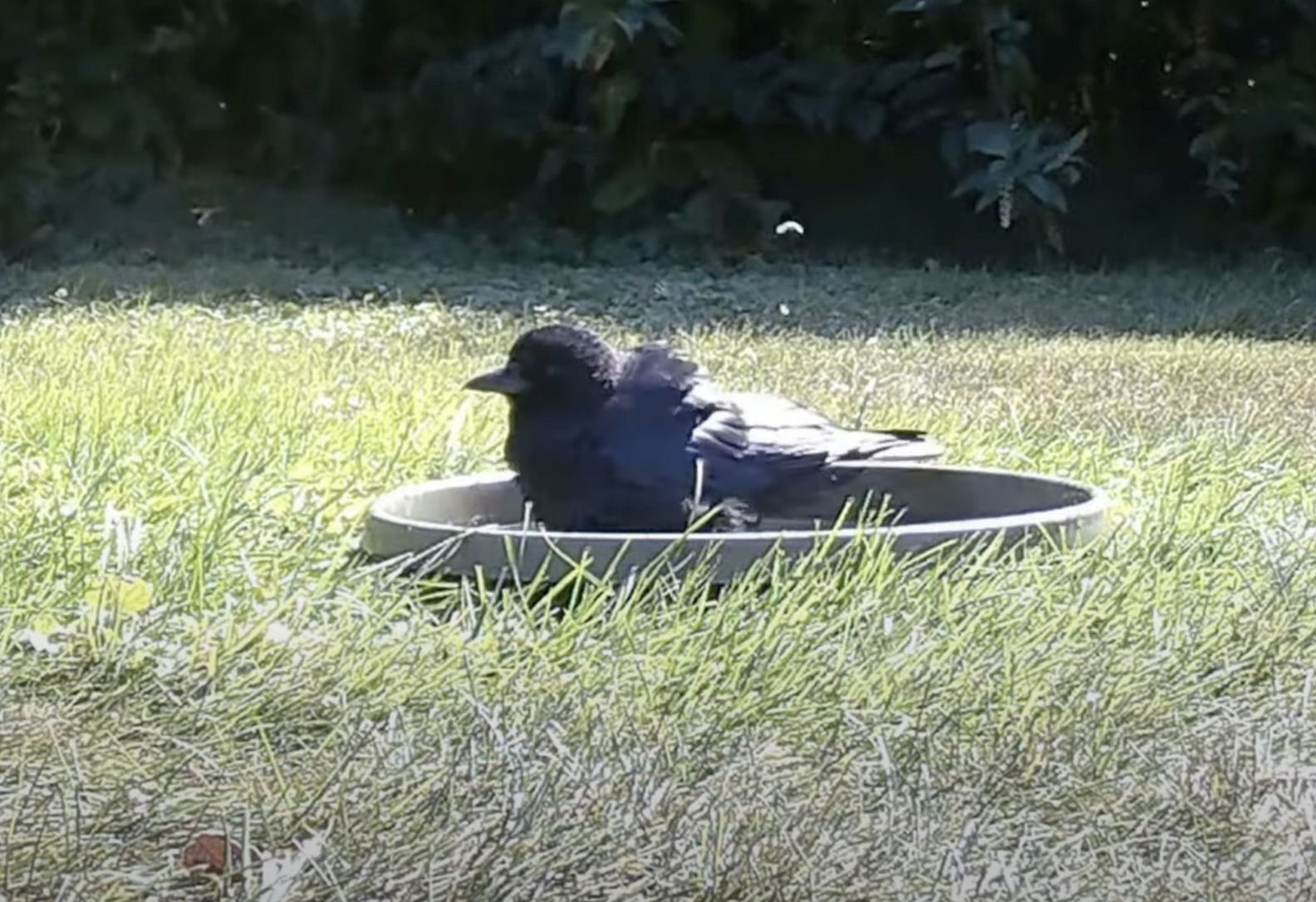 Clever Crow Pulls The Perfect Prank On Vultures In Order To Get Her Way ...
