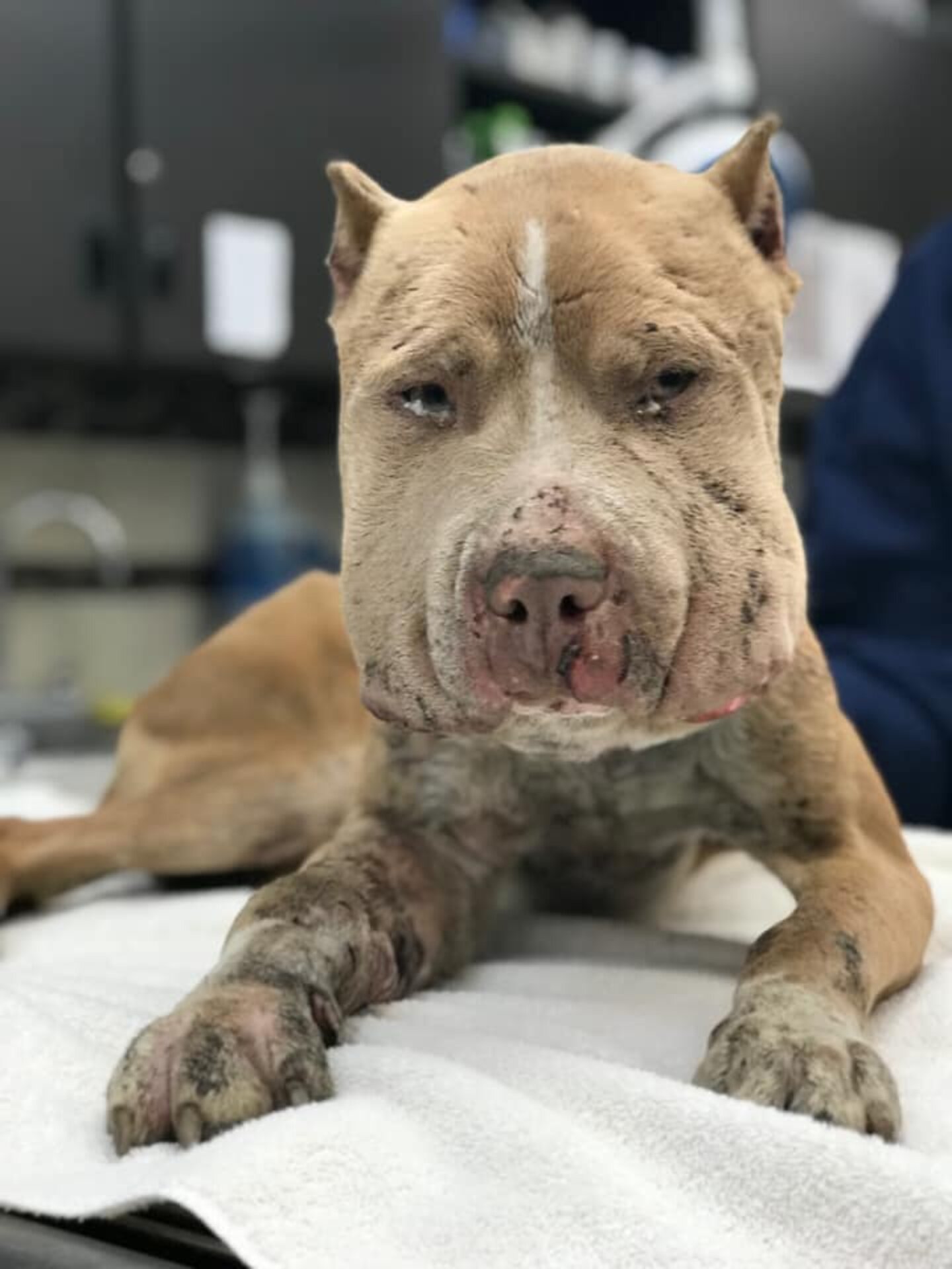 Puffy-Cheeked Dog Left Tied To Fence Reveals A Beautiful Face After ...