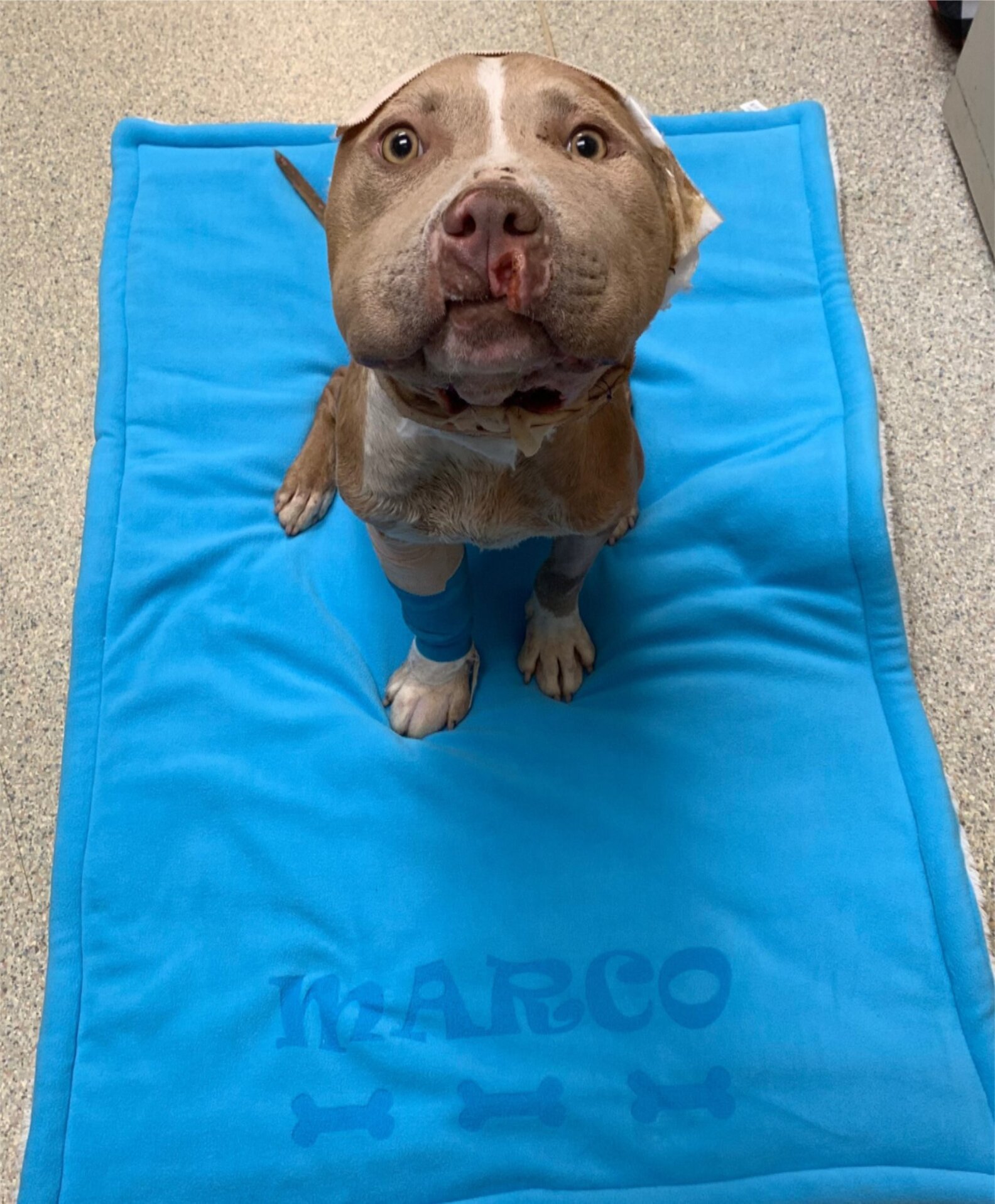 Puffy-Cheeked Dog Left Tied To Fence Reveals A Beautiful Face After ...