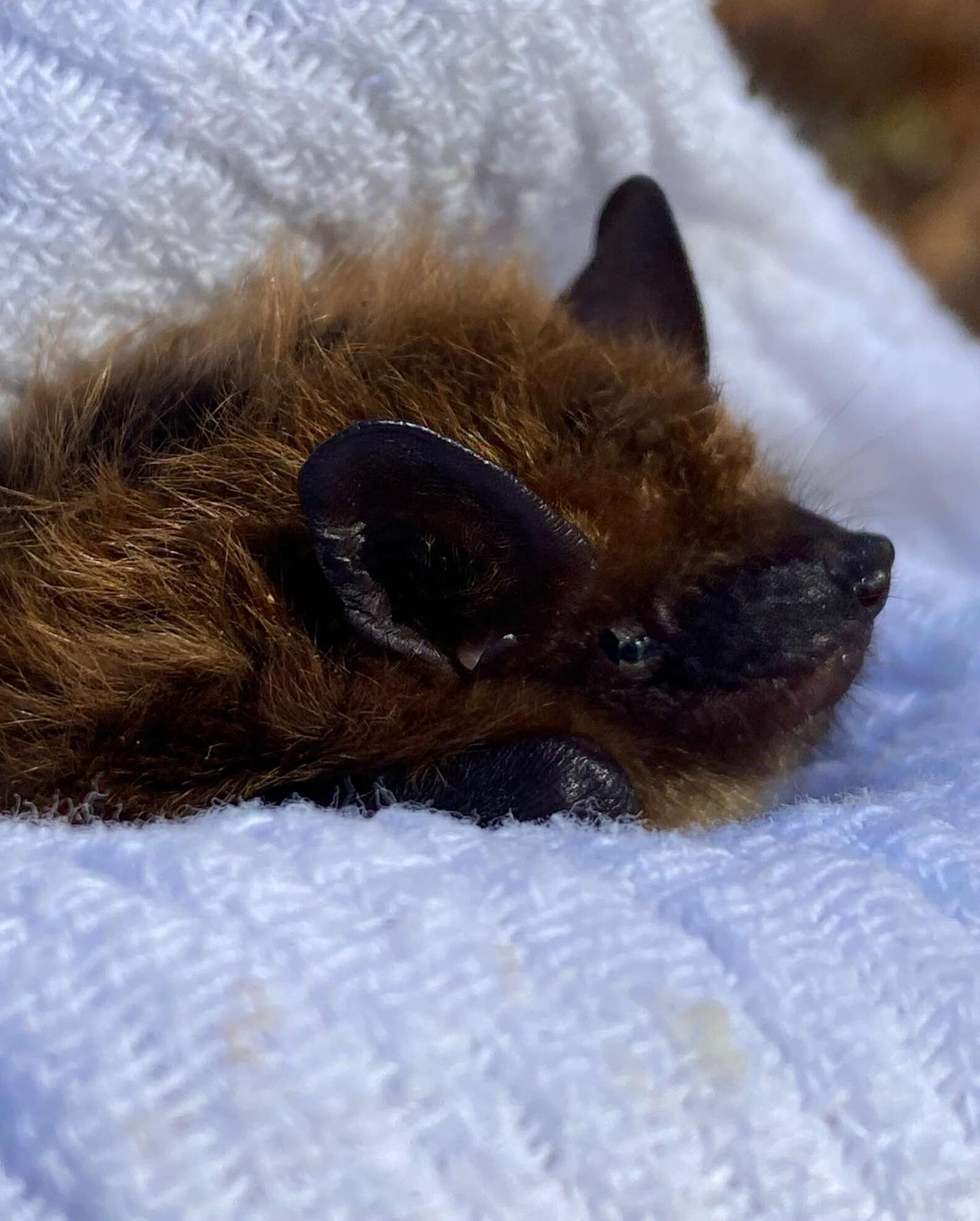 Parade Goers Notice ‘Little Brown Floof’ Curled Up By Street Sign - The ...